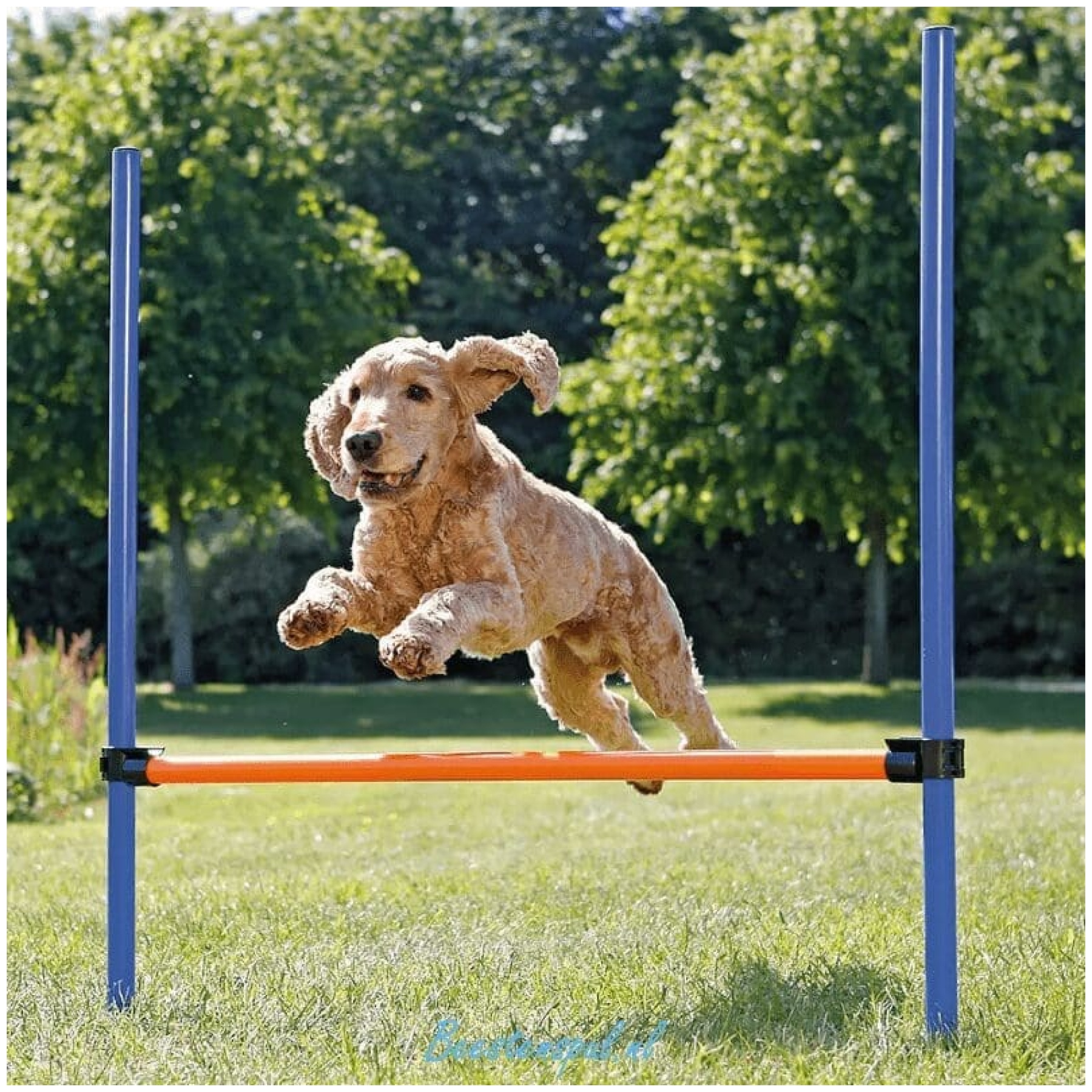 Agility Hurdle